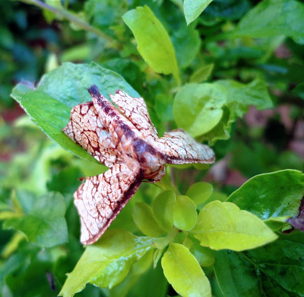 Uraniid moth | Project Noah