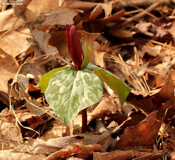 Sweet Betsy | Project Noah