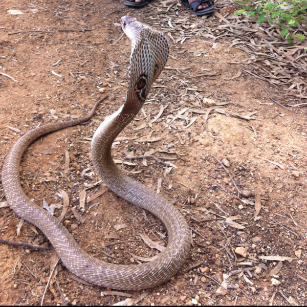 Indian Spectacle cobra | Project Noah