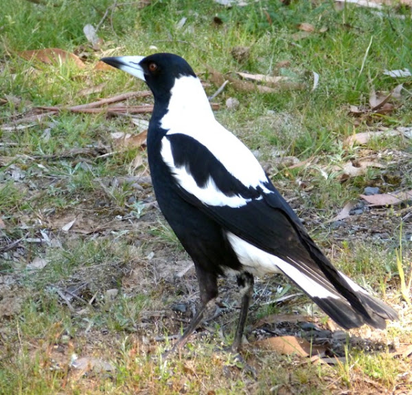Australian White-backed Magpie | Project Noah