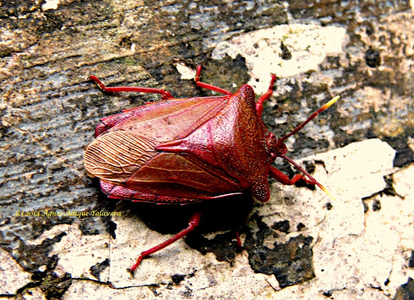 Giant Stink Bug ♂ | Project Noah