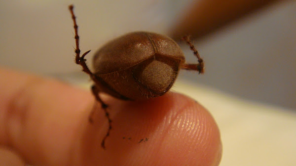 Mayate | Project Noah