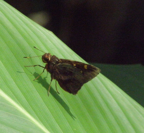 skipper butterfly | Project Noah