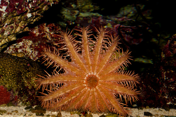 Crown-of-thorns Starfish | Project Noah