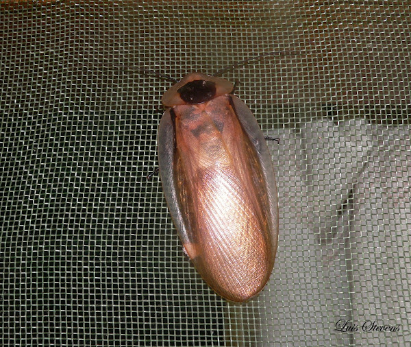 Giant Cave Cockroach | Project Noah