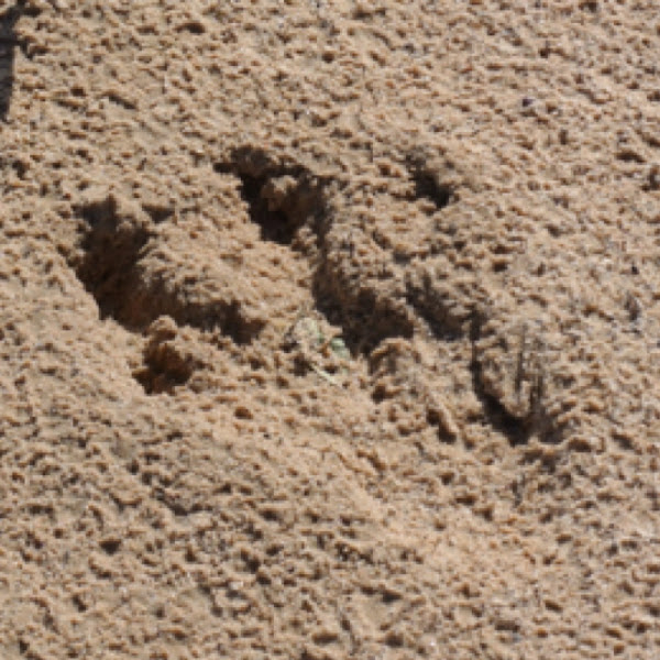 Alligator track | Project Noah