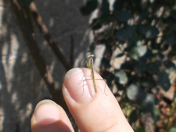 European mantis baby | Project Noah