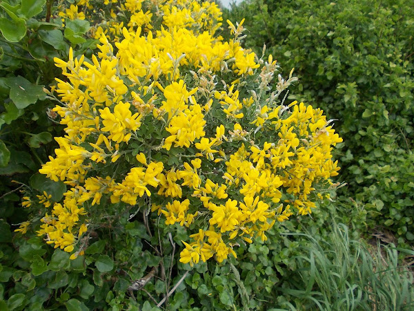 French broom | Project Noah