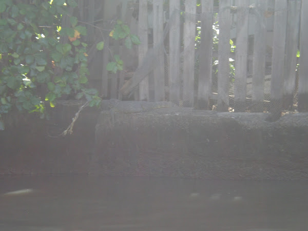 Water Monitor Lizard | Project Noah