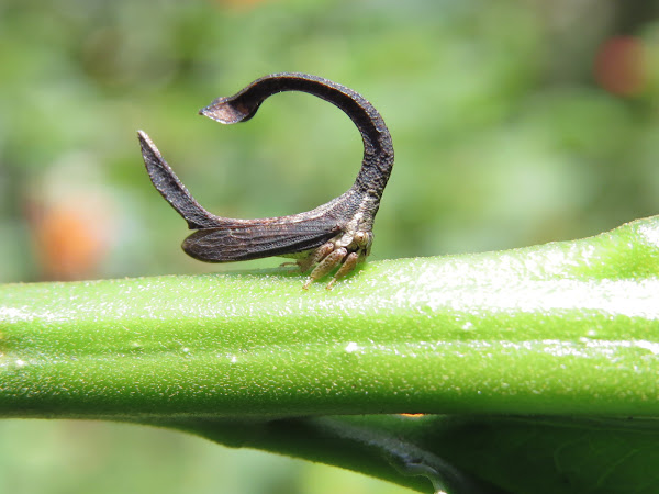 Horseshoe-shaped treehopper | Project Noah