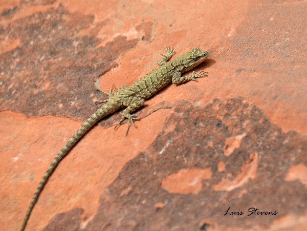 Ornate Tree Lizard | Project Noah