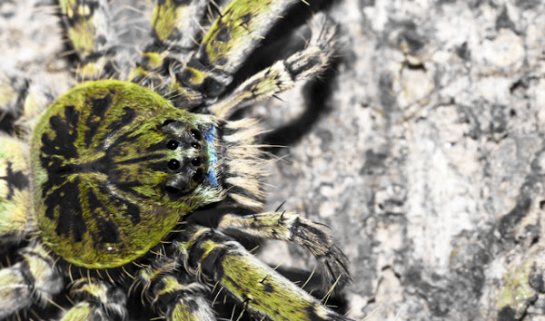 Huntsman spider | Project Noah