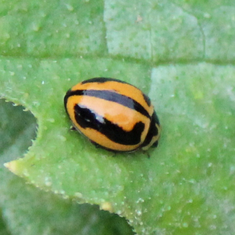 Striped Ladybird Beetle | Project Noah
