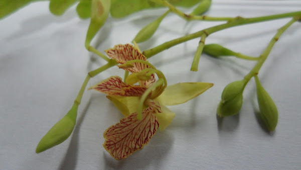 Tamarind | Project Noah