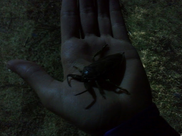 Toe Biter | Project Noah