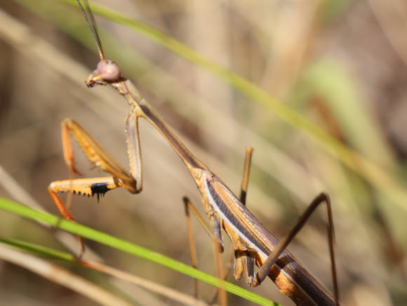 False Garden Mantid | Project Noah