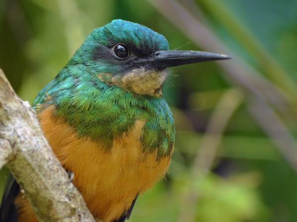 Rufous-tailed Jacamar | Project Noah