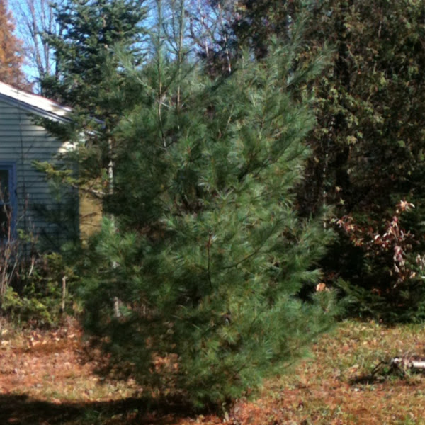 Eastern White Pine | Project Noah