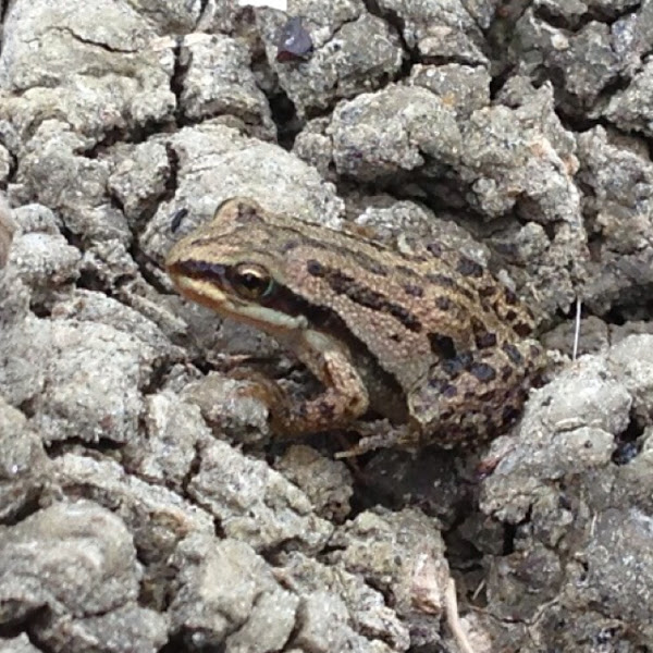 Boreal Chorus Frog | Project Noah