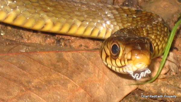 ചേര, oriental ratsnake, Indian rat snake | Project Noah