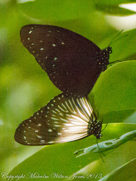 Striped Blue Crow Butterfly | Project Noah