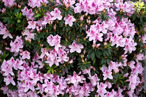 Azalea bush | Project Noah