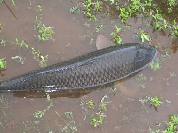 Stranded Carp | Project Noah