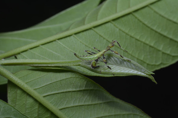 Leaf Insect, Phasmid - Nymph | Project Noah