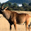 Sable Antelope | Project Noah