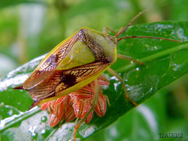 shield bug brood | Project Noah
