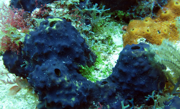 Branching Tube Sponge | Project Noah