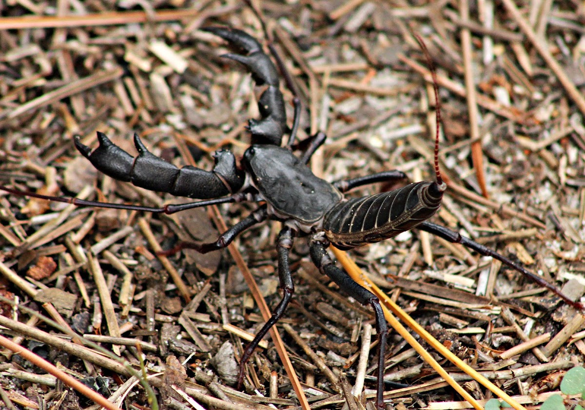Giant Whip Scorpion | Project Noah