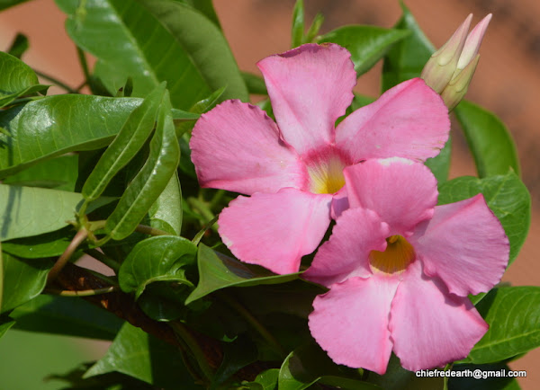 Pink Allamanda | Project Noah
