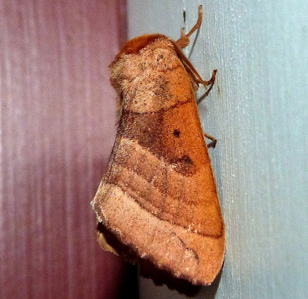 Spotted Datana Moth | Project Noah