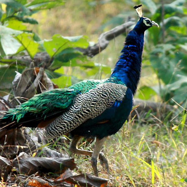 Indian Peafowl | Project Noah