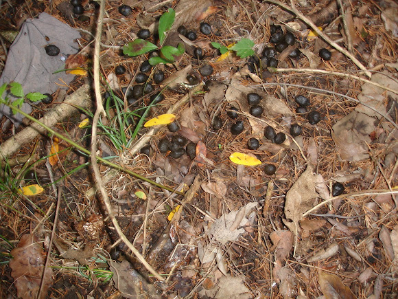 White-tailed Deer Scat | Project Noah