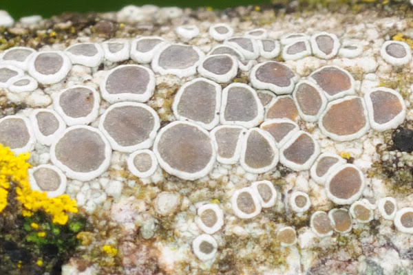 Lichens | Project Noah