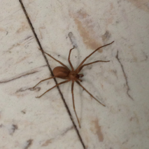 Fiddle back | Project Noah