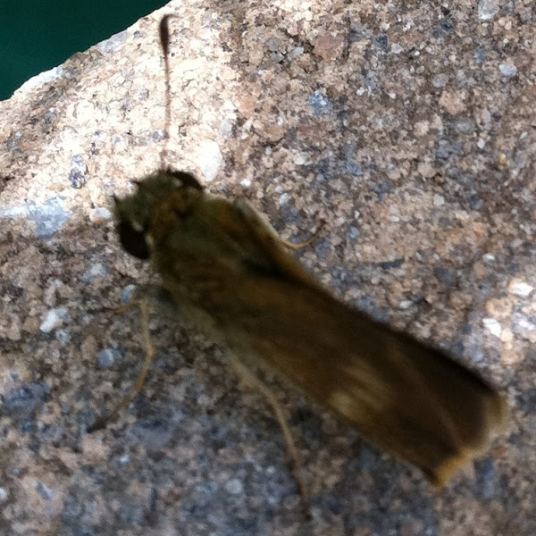 Skipper Moth | Project Noah