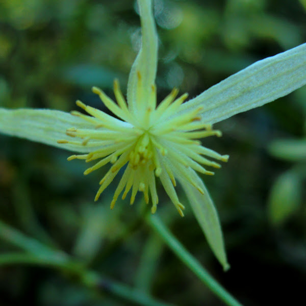 Small-leaved Clematis | Project Noah