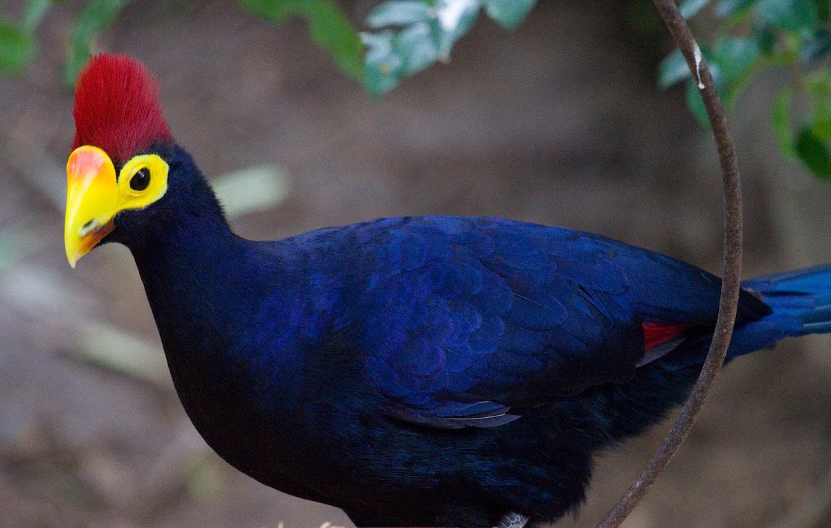 Lady Ross's Turaco | Project Noah