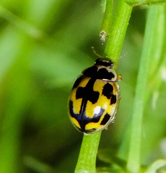 14-spotted Ladybird | Project Noah