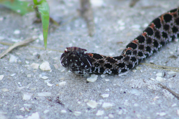 Pygmy Rattlesnake | Project Noah