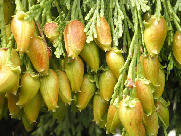 Tuya gigante. Western red cedar | Project Noah