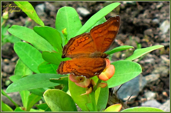 Brown Pansy Butterfly | Project Noah