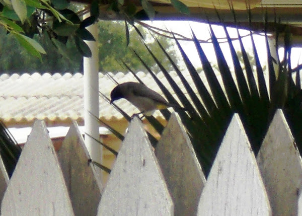 White-spectacled Bulbul | Project Noah