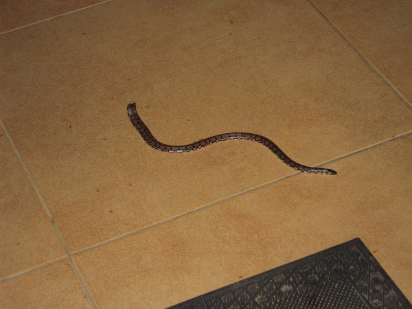 Sri Lankan Pipe Snake | Project Noah