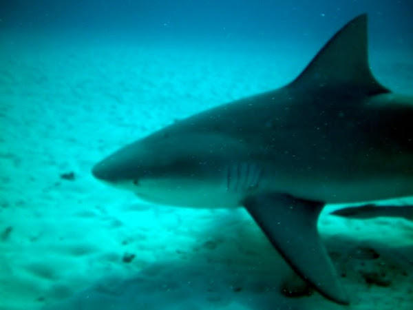 Bull Shark | Project Noah