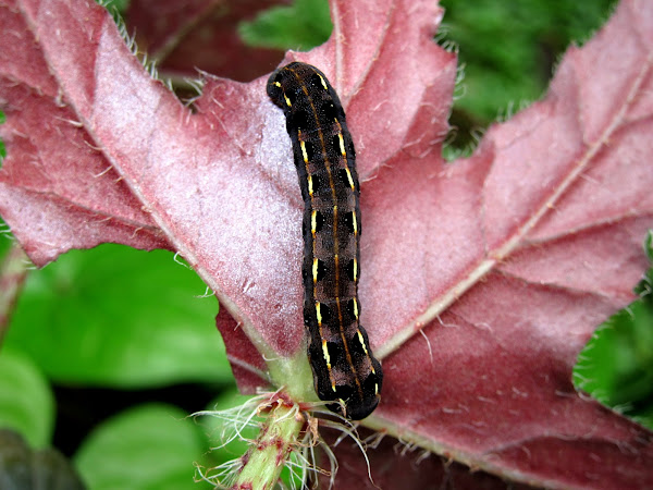 Cluster Caterpillar | Project Noah