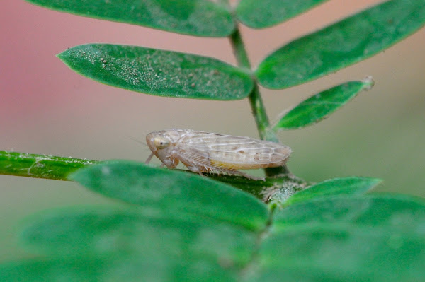 Leafhopper | Project Noah